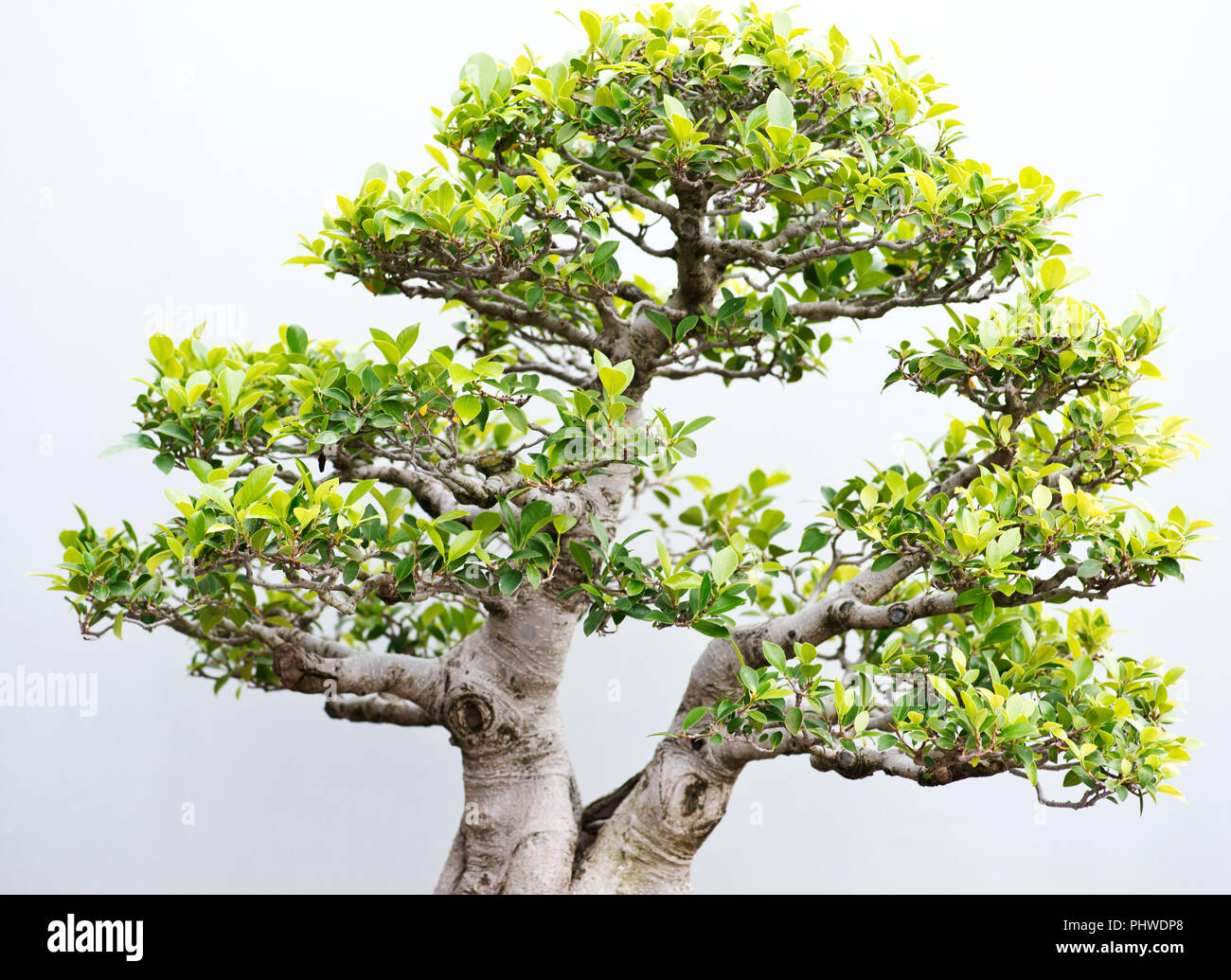 Traditional bonsai tree, Japanese art form using trees grown in ...