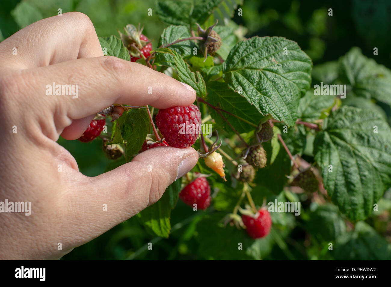 Raspberry picking. Male hands gathering organic raspberries Stock Photo ...