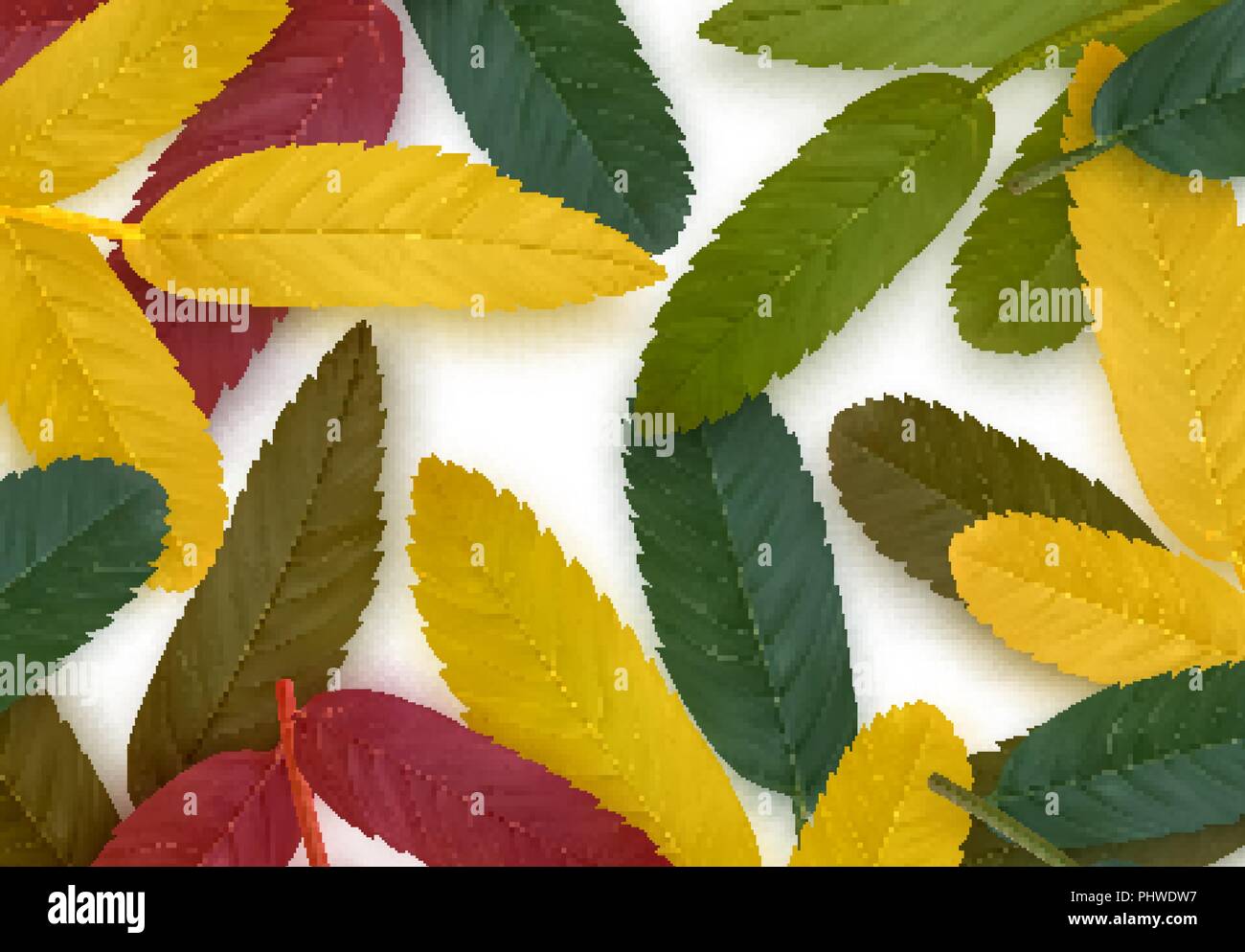 Fall Foliage. Autumn background with leaves in bright yellow green and ...