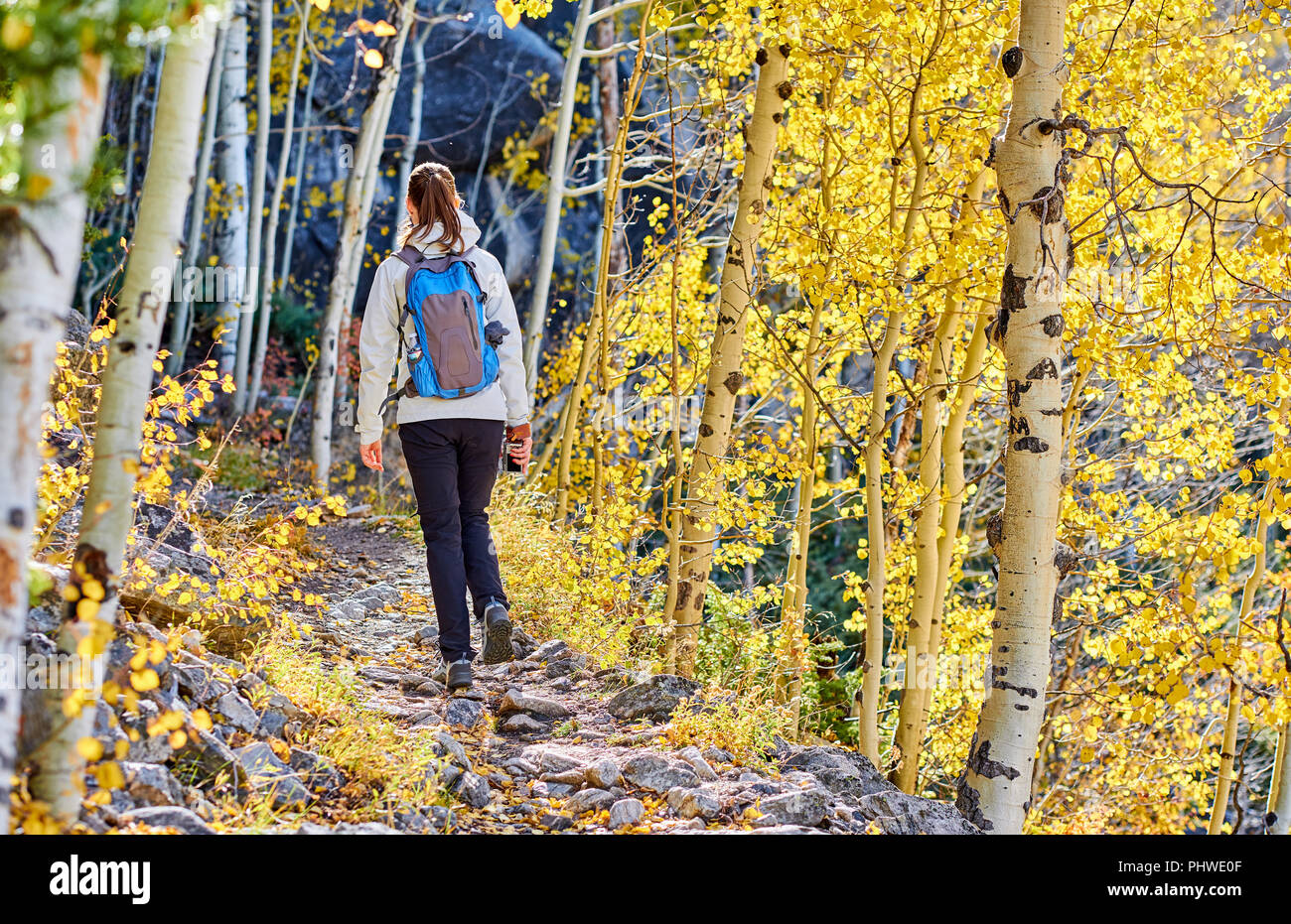 Tourist hiking in aspen grove at autumn Stock Photo - Alamy