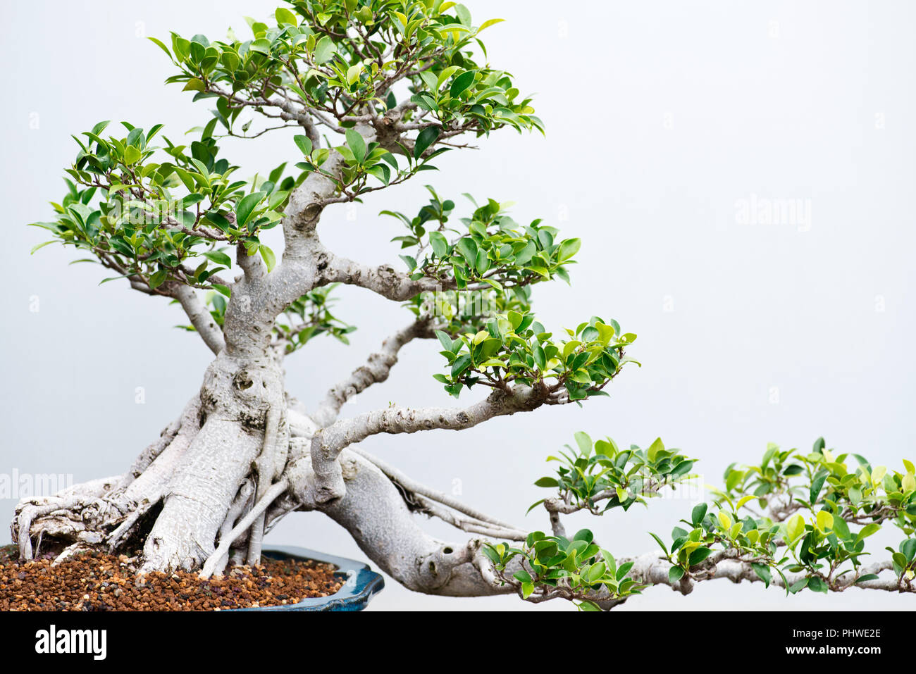 Traditional bonsai tree, Japanese art form using trees grown in ...