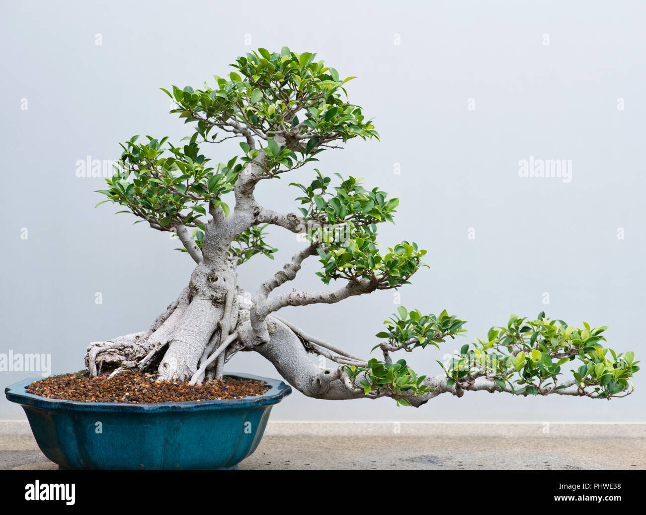Traditional bonsai tree, Japanese art form using trees grown in ...