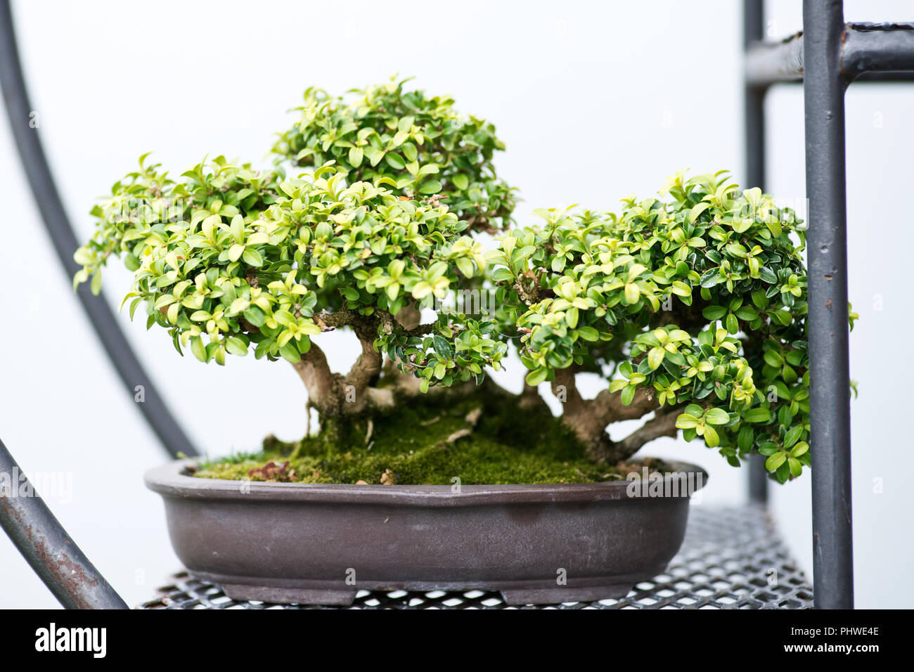 Traditional bonsai tree, Japanese art form using trees grown in ...