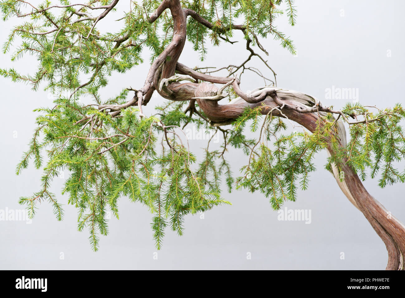 Traditional bonsai tree, Japanese art form using trees grown in ...