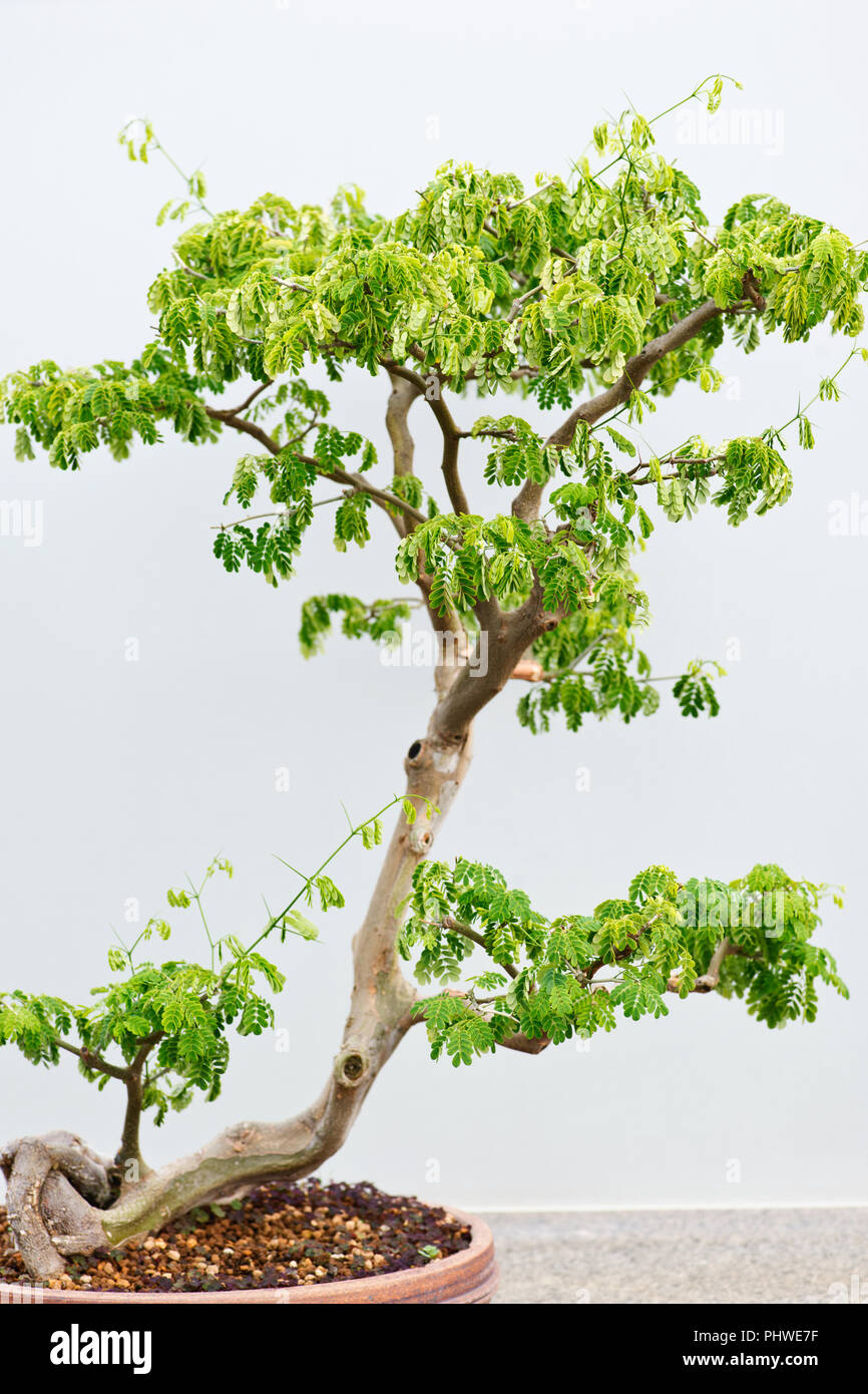 Traditional bonsai tree, Japanese art form using trees grown in ...