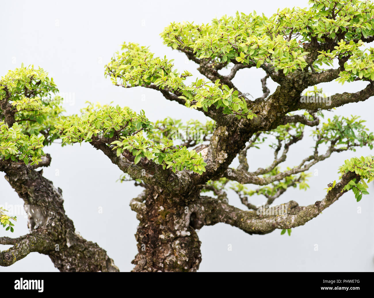 Traditional bonsai tree, Japanese art form using trees grown in ...
