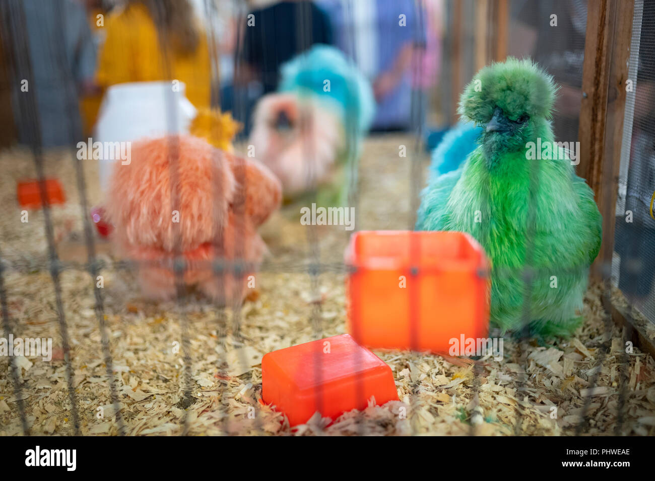 The Poultry Barn at the Great New York State Fair, September 1, 2018 ...