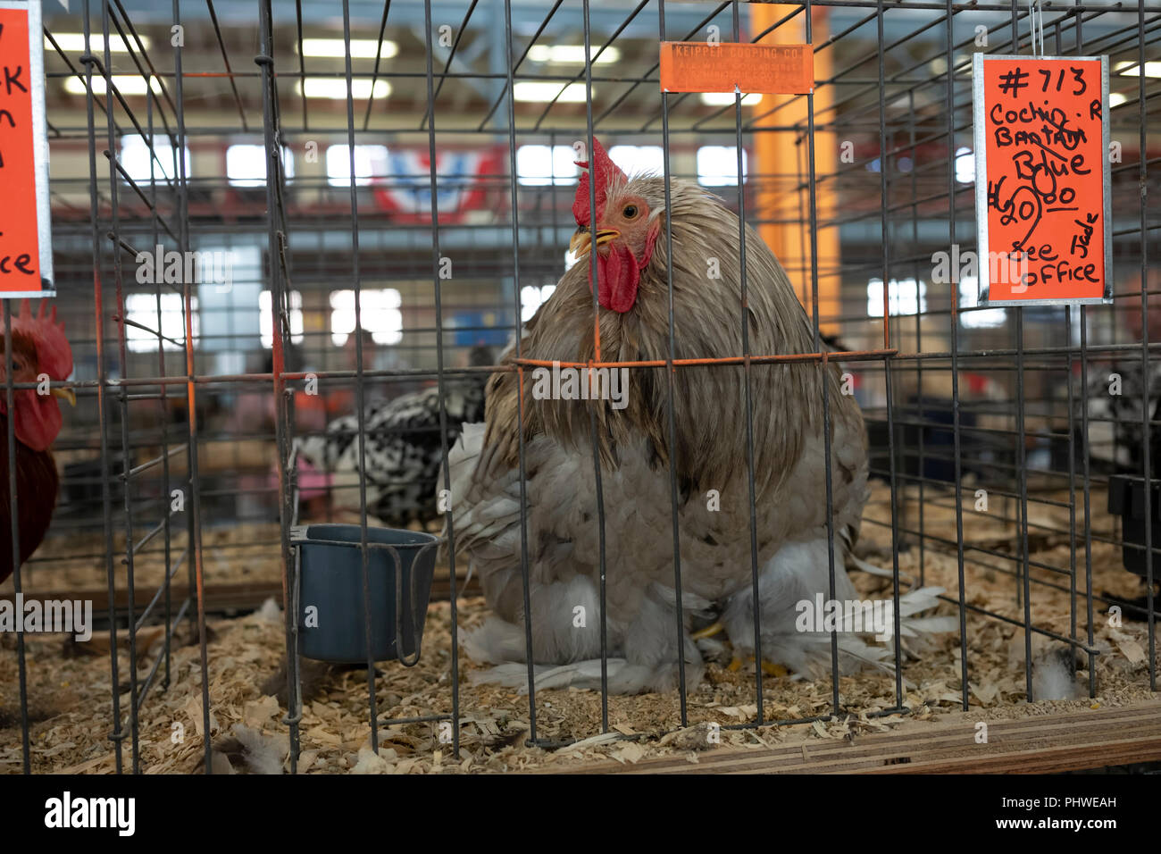 The Poultry Barn at the Great New York State Fair, September 1, 2018 ...