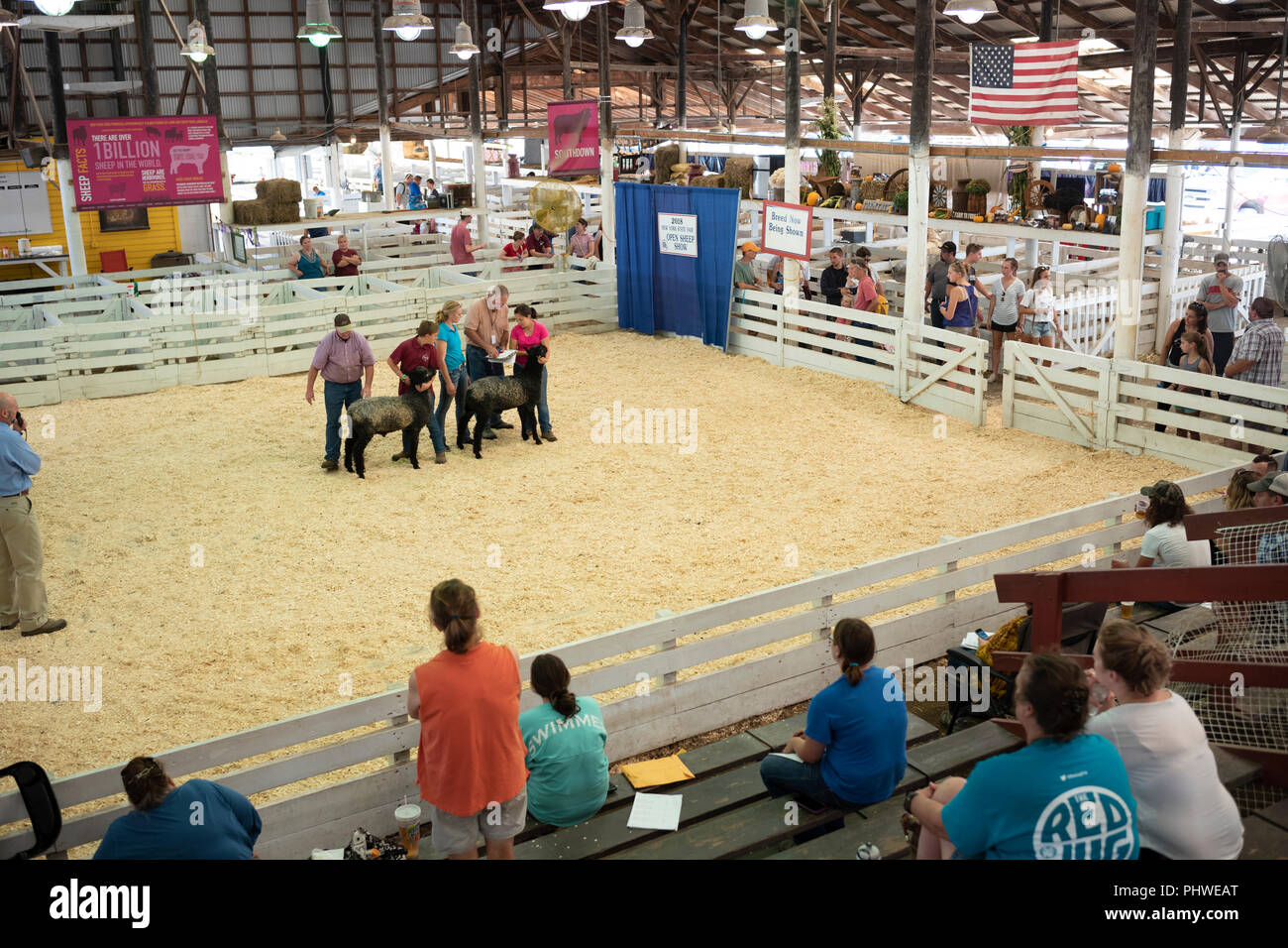 The Sheep Barn at the Great New York State Fair, September 1, 2018 ...