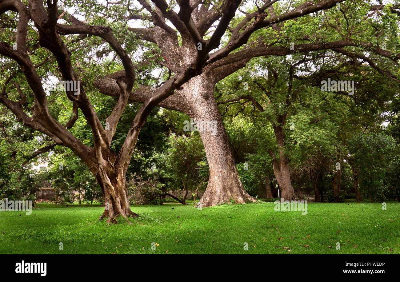 Rabindra Sarobar (previously known as Dhakuria Lake) is an artificial ...