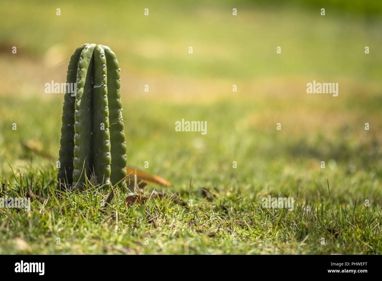 Small solitary cactus plant Stock Photo - Alamy