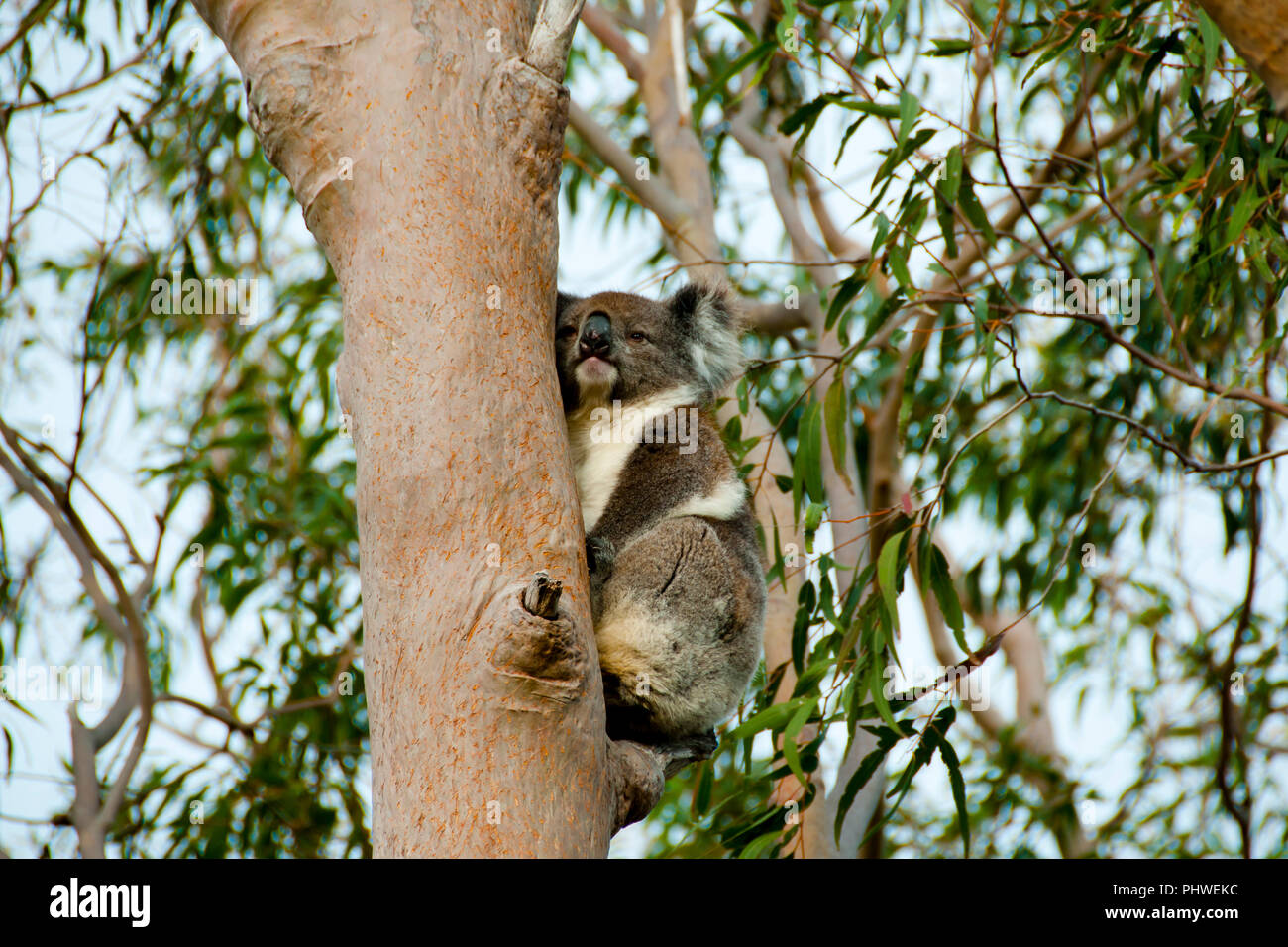 Koala eucalyptus tree hi-res stock photography and images - Alamy