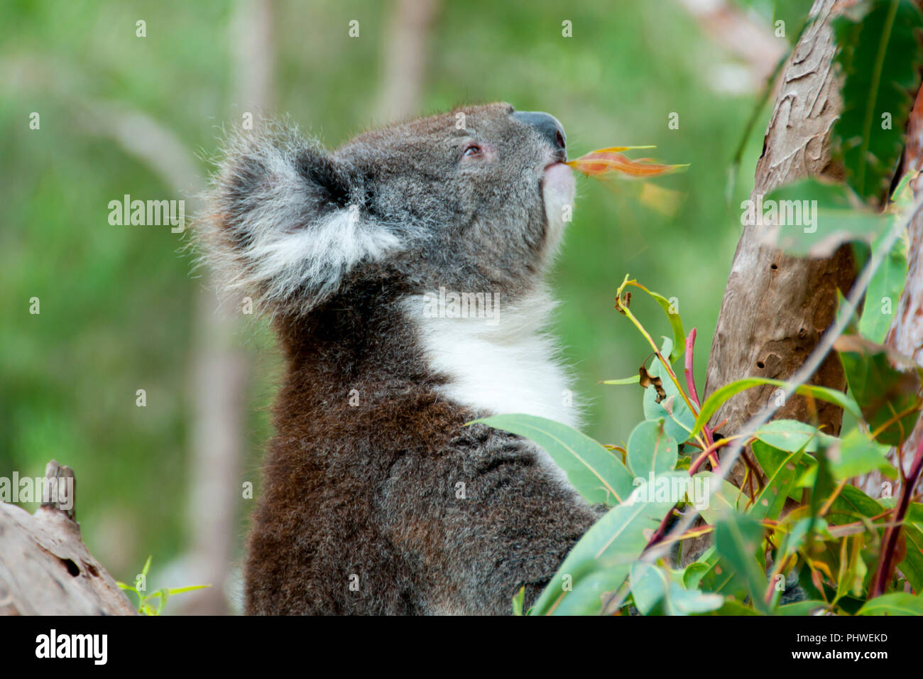 Koala eucalyptus tree hi-res stock photography and images - Alamy