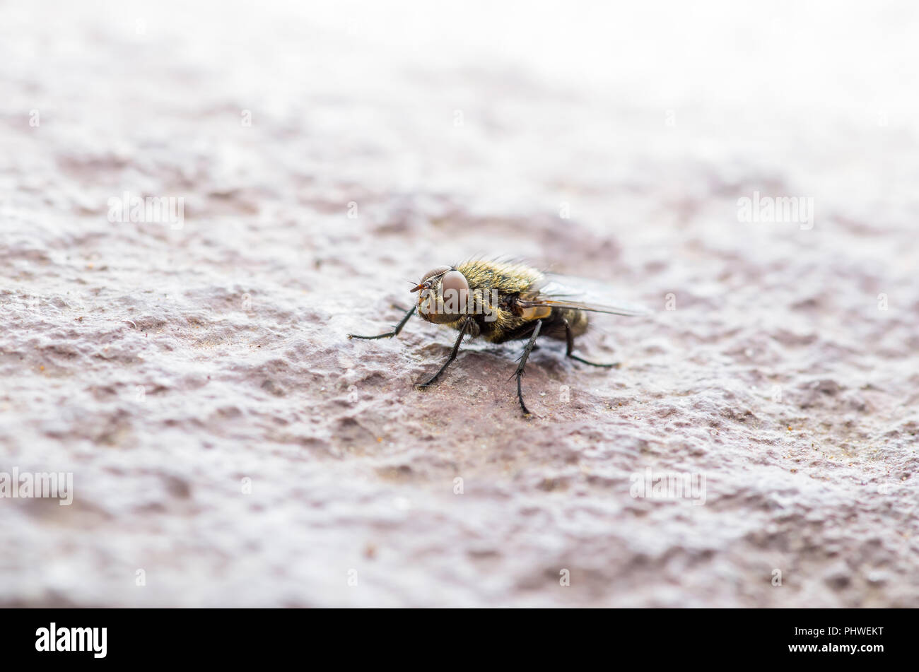 Diptera Meat Fly Insect On Rock Stock Photo - Alamy