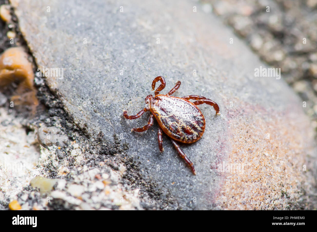 Encephalitis Virus or Lyme Disease Infected Tick Arachnid Insect Pest ...