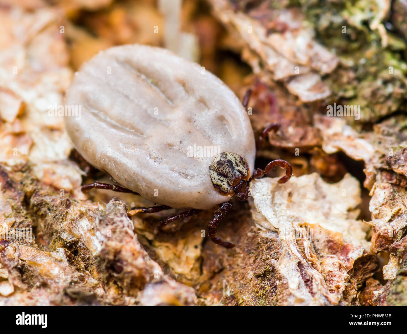 Encephalitis Virus or Lyme Disease Infected Tick Arachnid Insect ...