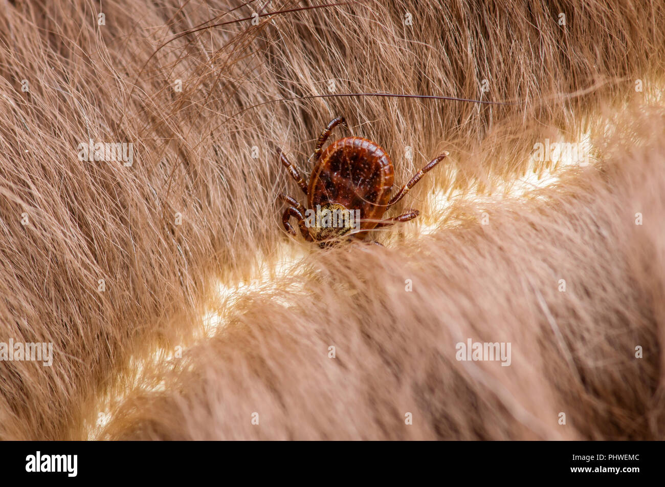 Encephalitis Virus or Lyme Disease Infected Tick Arachnid Insect on ...