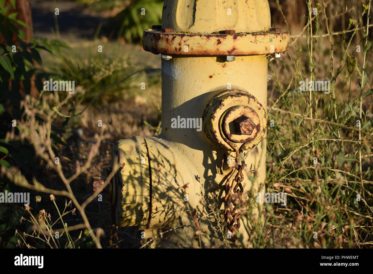 Old rusted fire hydrant among weeds Stock Photo - Alamy
