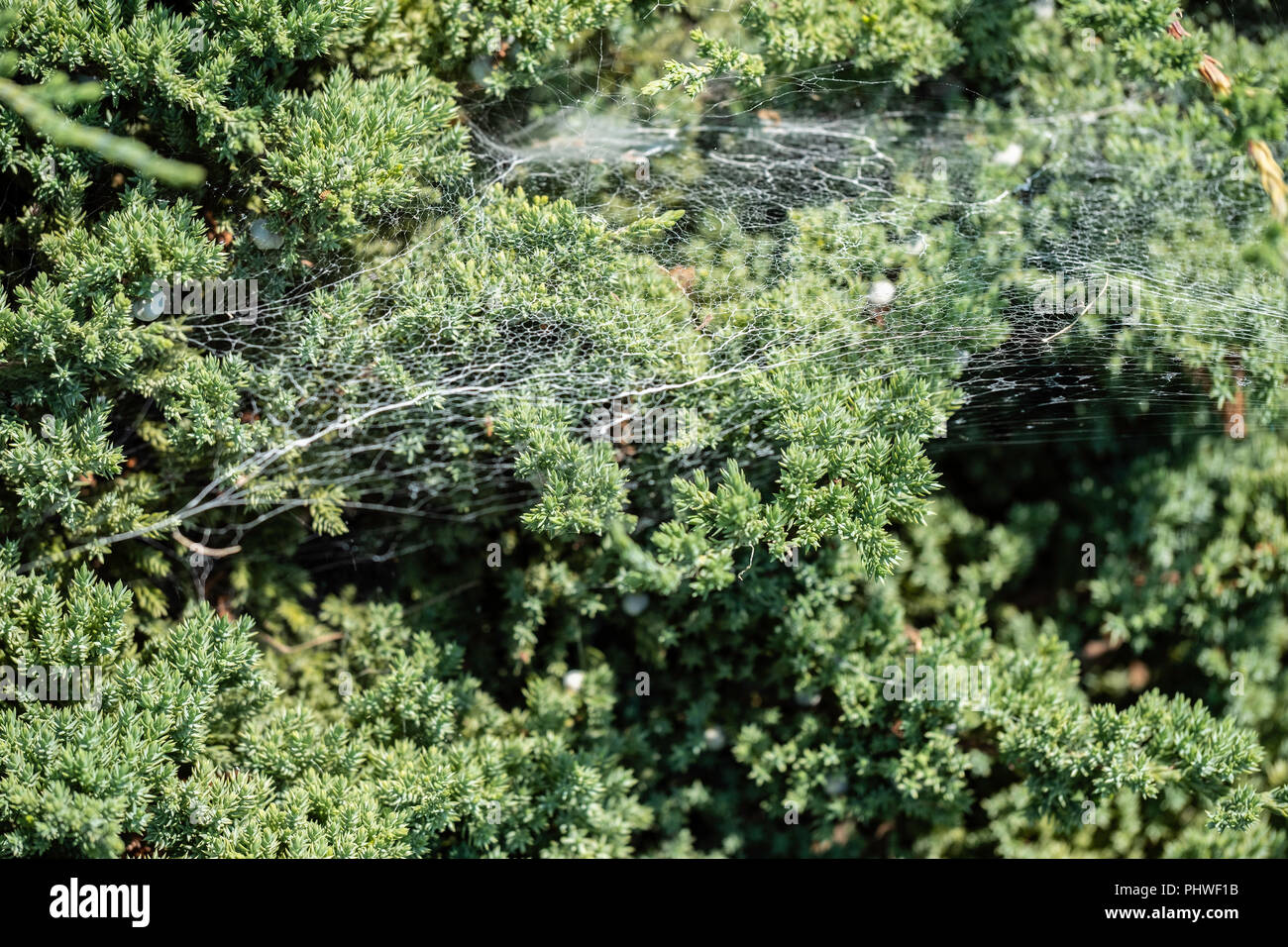 A low spreading Juniper shrub with seeds and a large spider web. Kansas ...