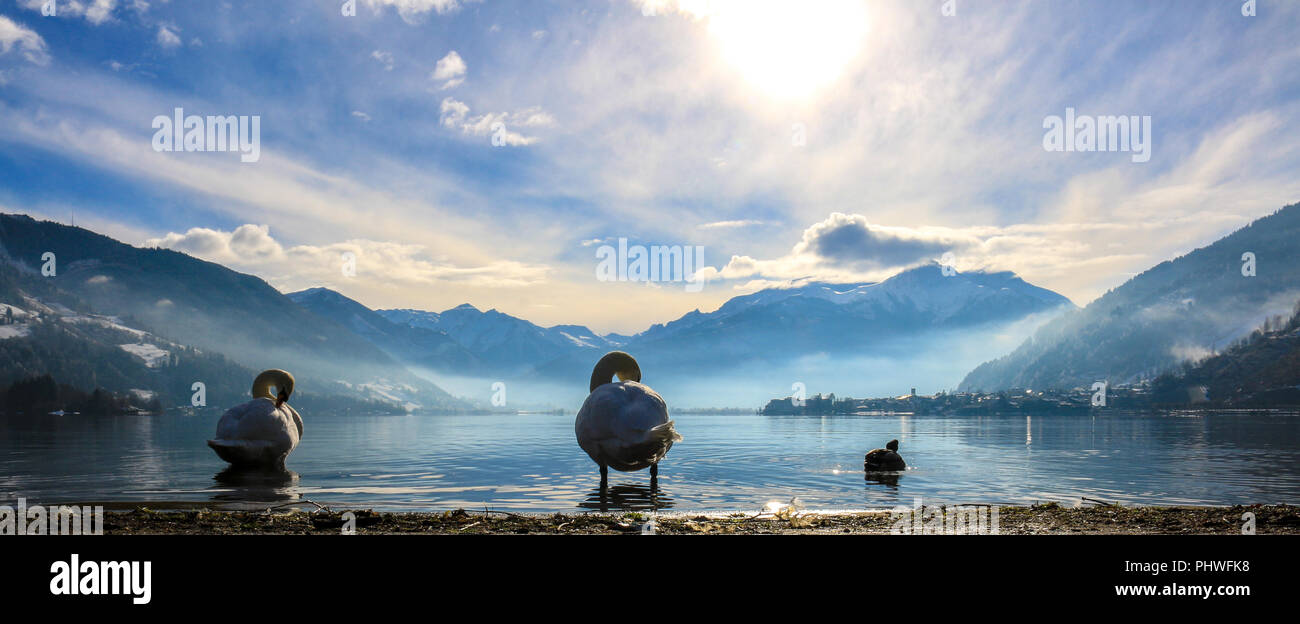 Austria swans on lake hi-res stock photography and images - Alamy