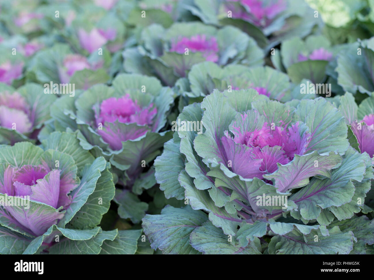 Purple Ornamental Cabbage plants Stock Photo - Alamy