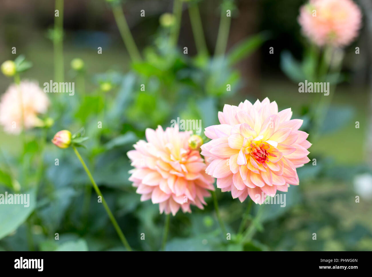 Dahlia flower bloom in the garden Stock Photo - Alamy