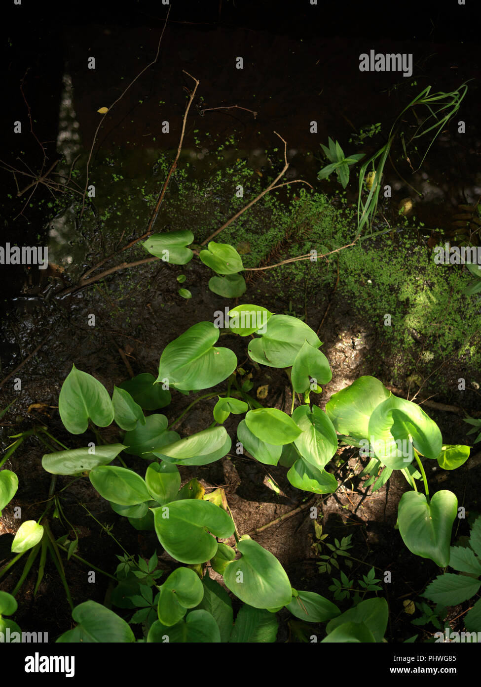 Green duckweed growing in a swamp, vertical image Stock Photo - Alamy