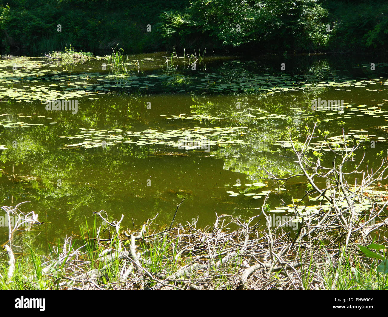deep green sunny warm swamp surrounded by forest Stock Photo - Alamy