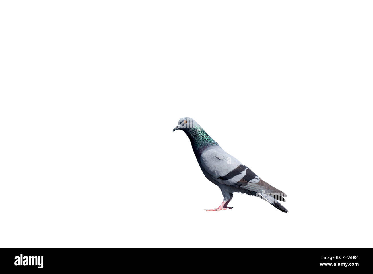 Beautiful young grey colored Cut Out Stock Images & Pictures - Alamy