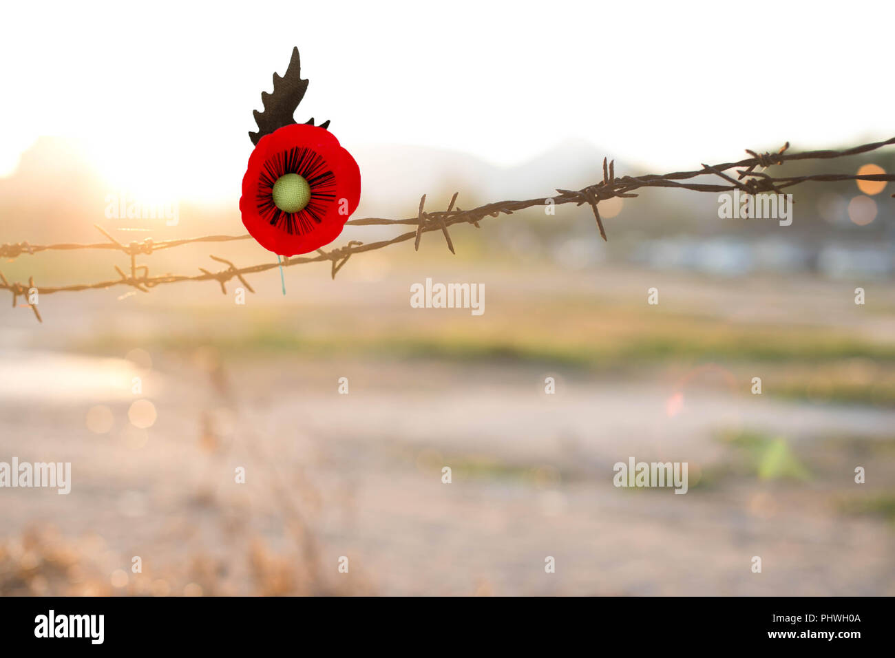 Poppy in Rusted Barbed Wire with sunlight Stock Photo - Alamy