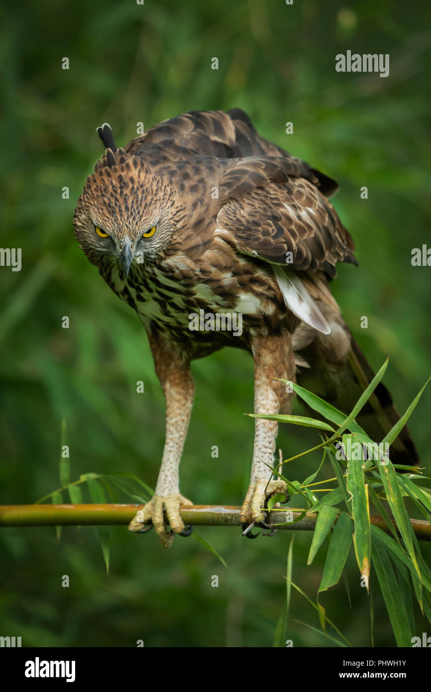 Forest eagle eye view hi-res stock photography and images - Alamy