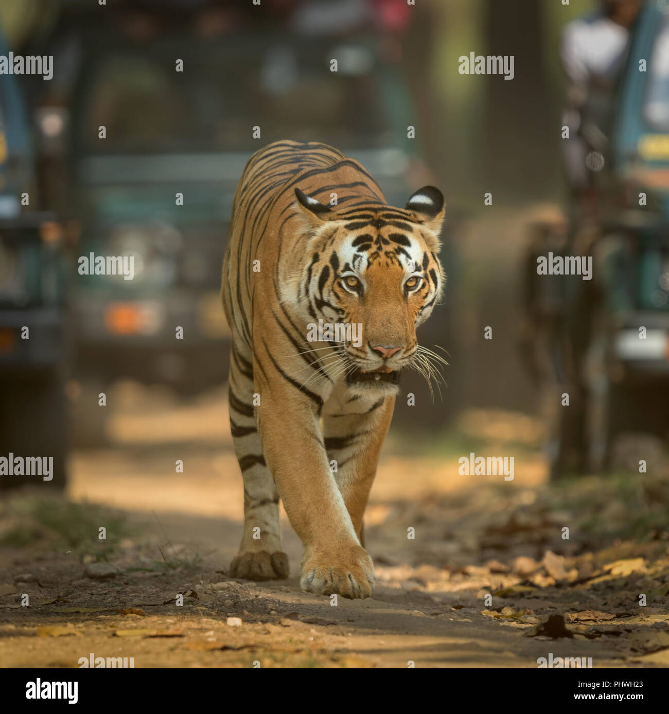 Tiger on prowl Stock Photo - Alamy