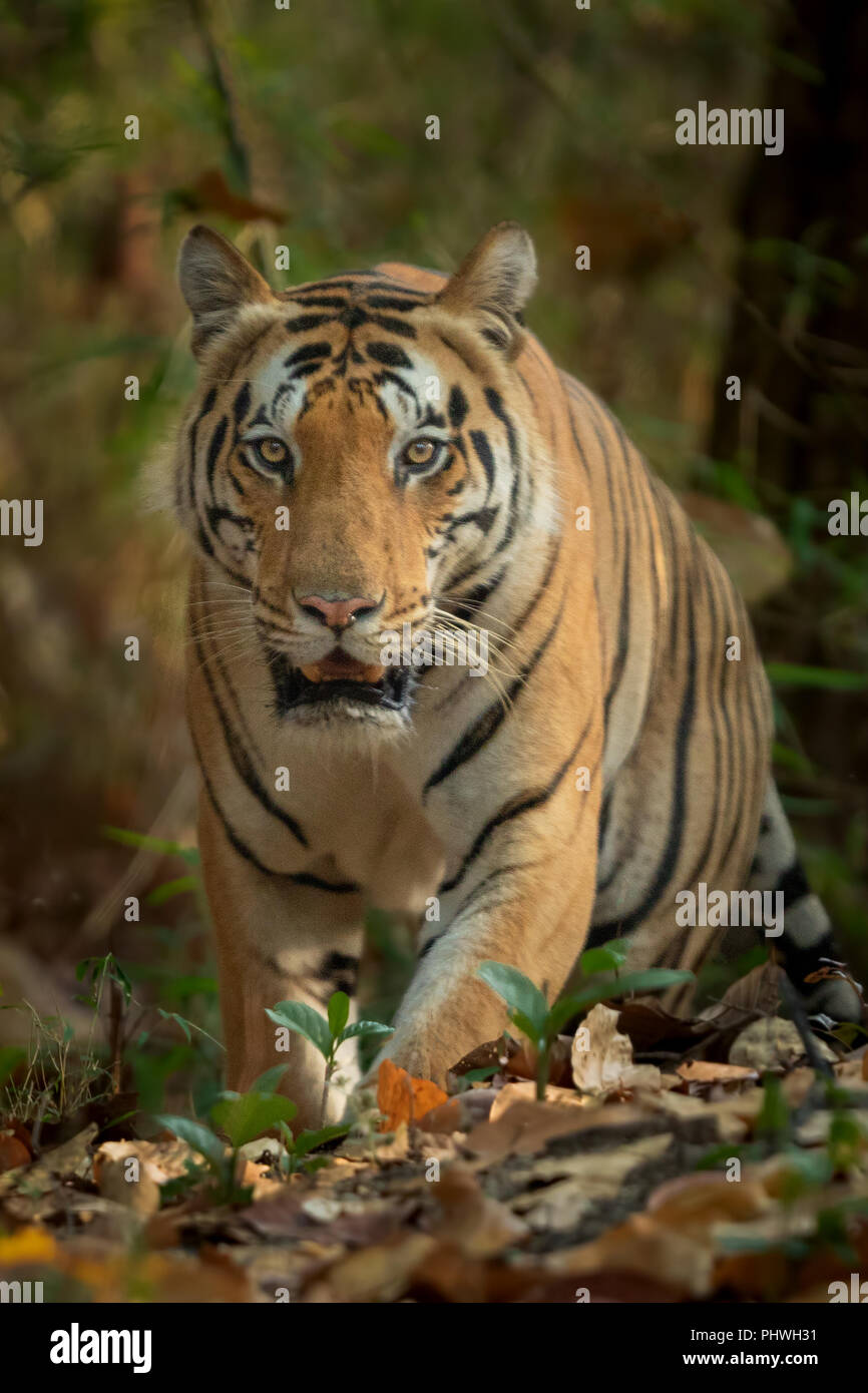 Tiger roar jungle hi-res stock photography and images - Alamy