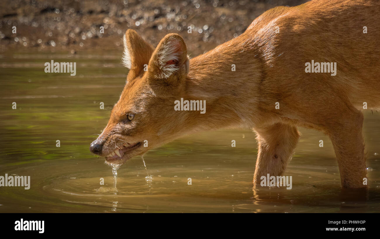 Animal themess hi-res stock photography and images - Alamy