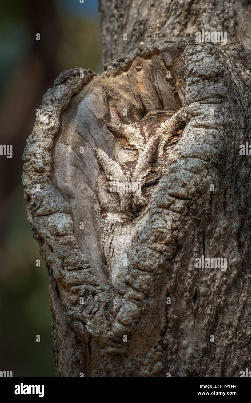 A pair of scops owl defining camouflage Stock Photo - Alamy