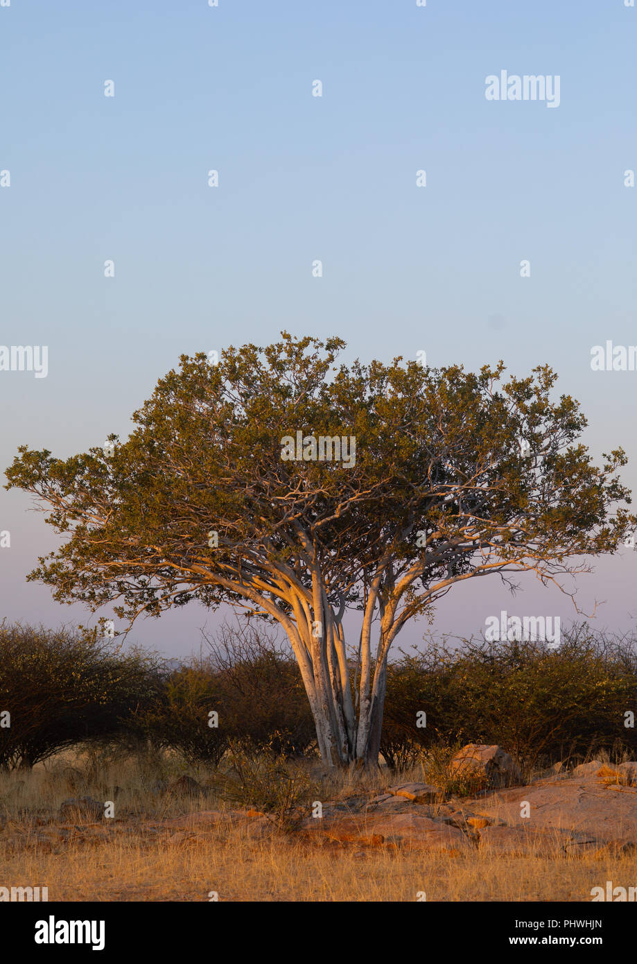 Tree in the bush, Namibe Province, Virei, Angola Stock Photo - Alamy