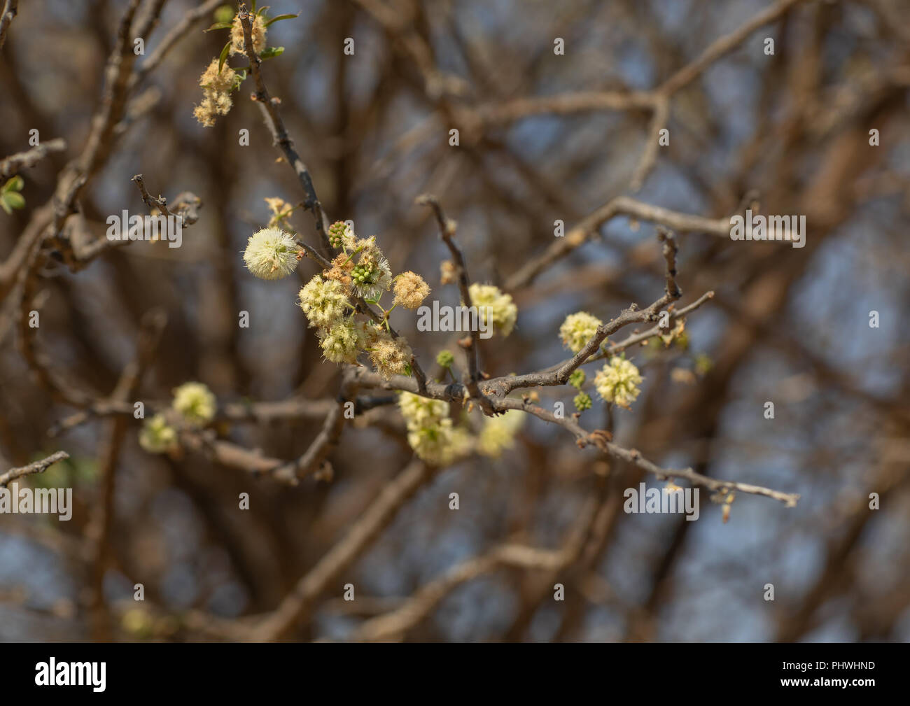 Flowers of a desert tree, Namibe Province, Virei, Angola Stock Photo ...