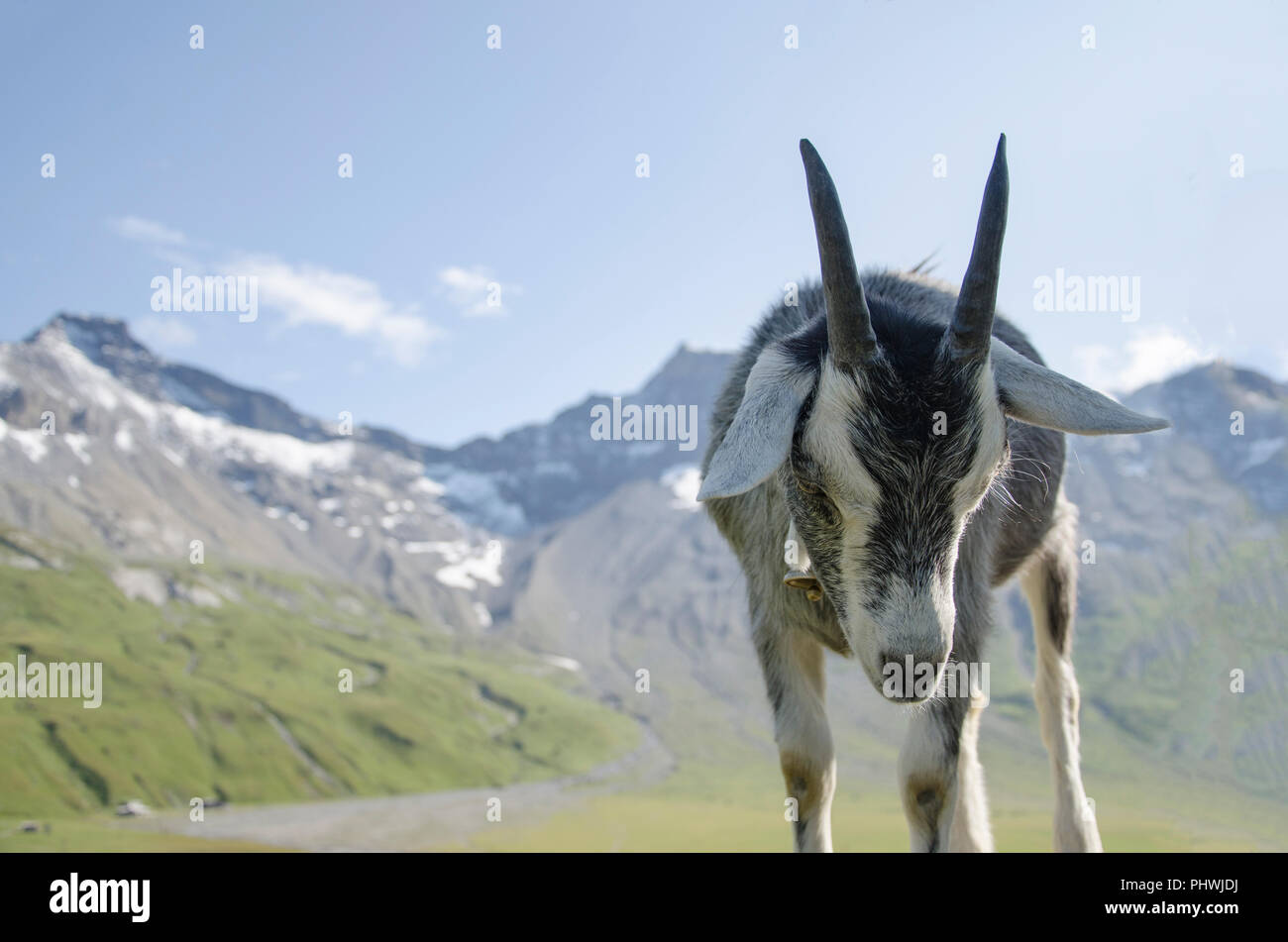 Goat in the Swiss mountains Stock Photo - Alamy