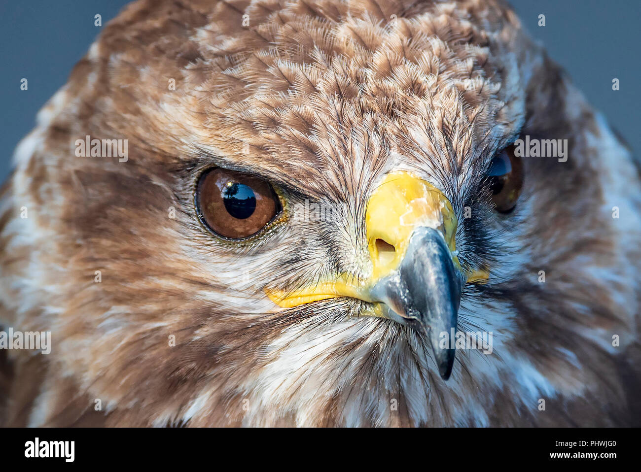Raptor. Bird of Prey. Common Buzzard Stock Photo - Alamy
