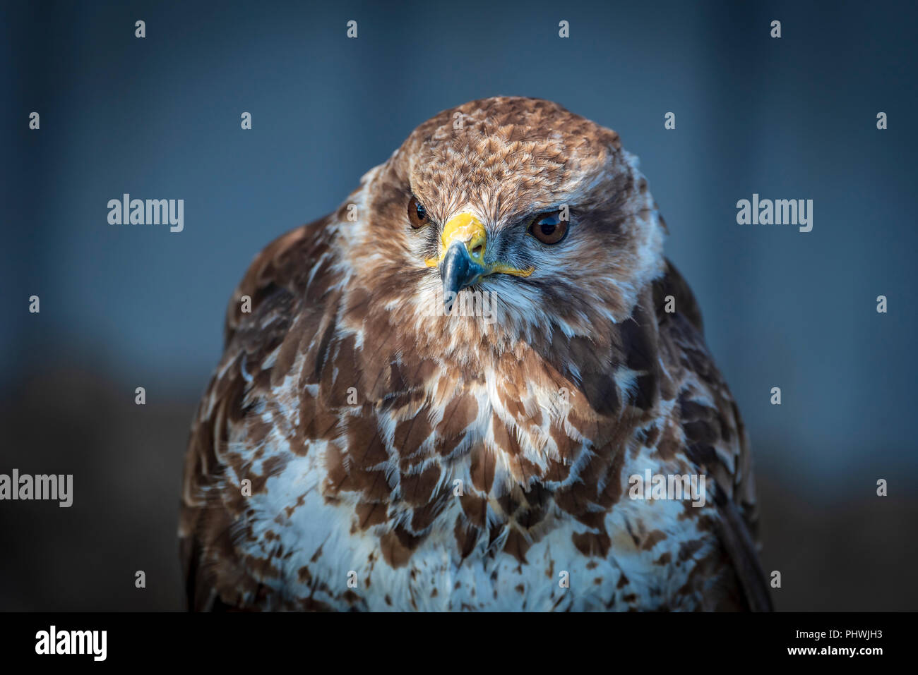 Raptor. Bird of Prey. Common Buzzard Stock Photo - Alamy