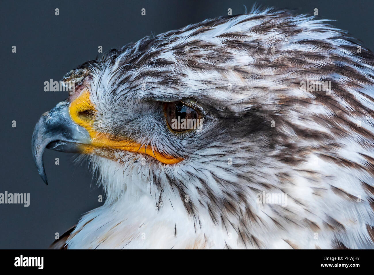 Raptor. Bird of Prey. Ferruginous hawk. Buteo reglis. Male Stock Photo ...