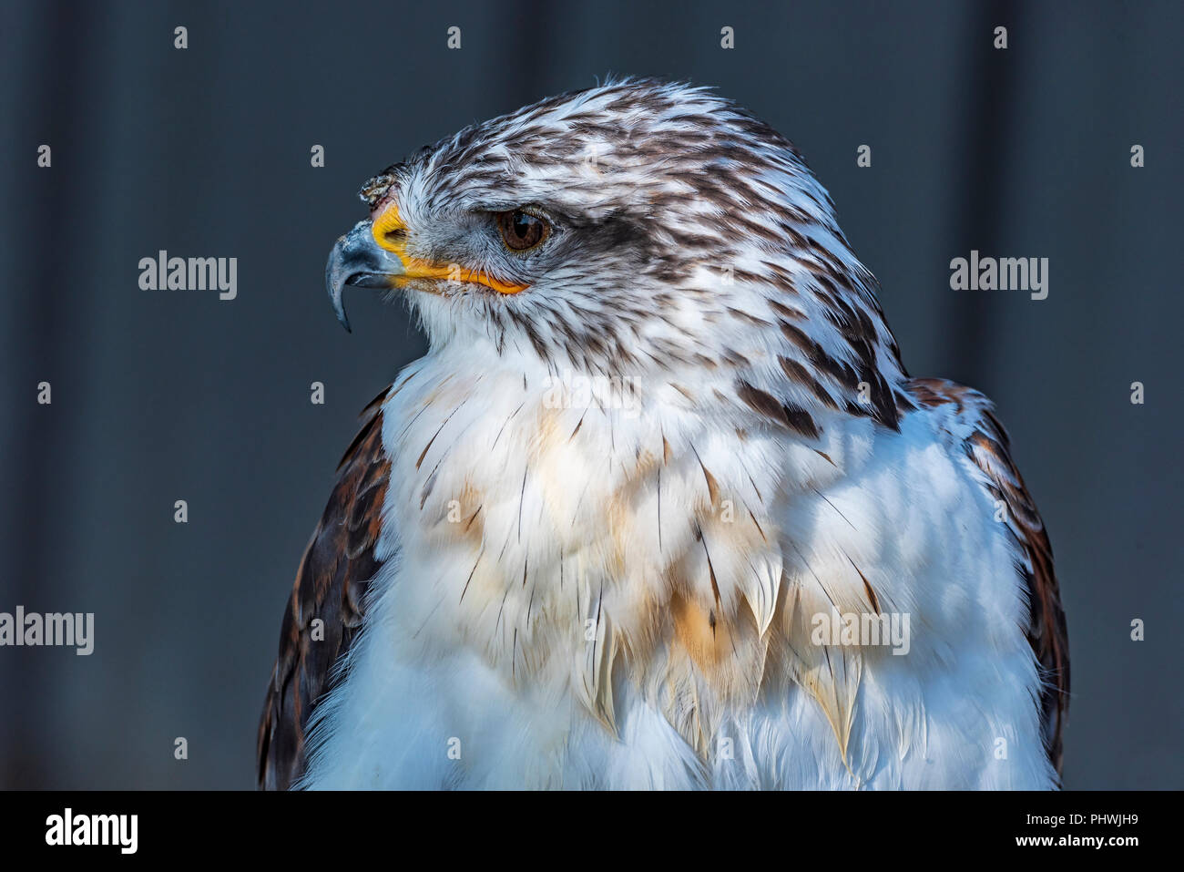 Ferruginous hawk hi-res stock photography and images - Alamy
