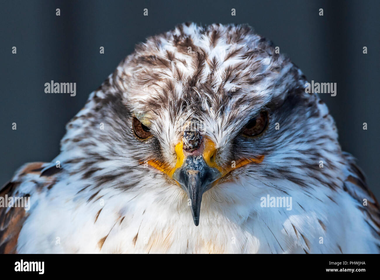 Raptor. Bird of Prey. Ferruginous hawk. Buteo reglis. Male Stock Photo ...