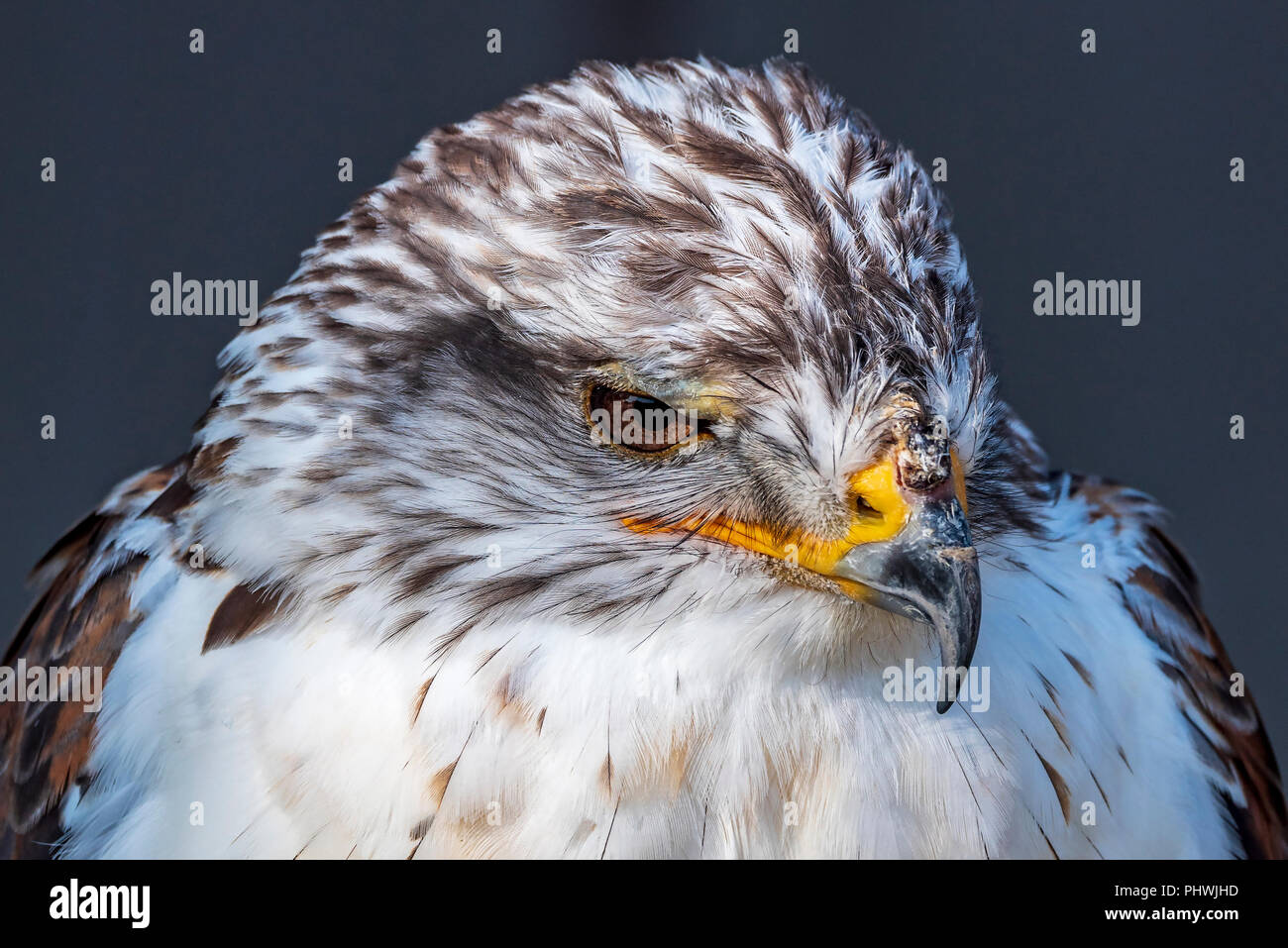 Ferruginous hawk hi-res stock photography and images - Alamy