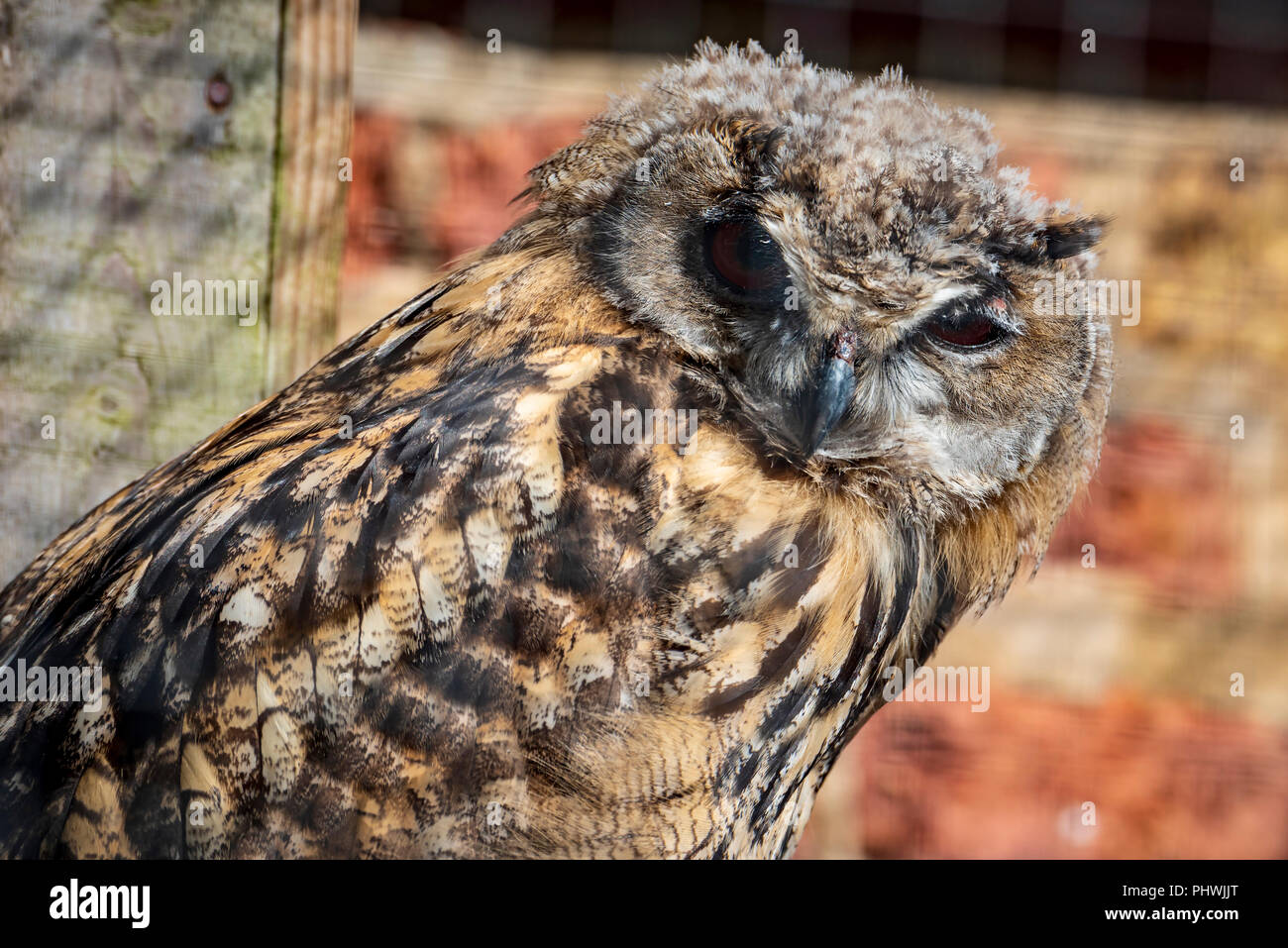 Raptor. Bird of Prey. Western Eagle Owl Stock Photo - Alamy