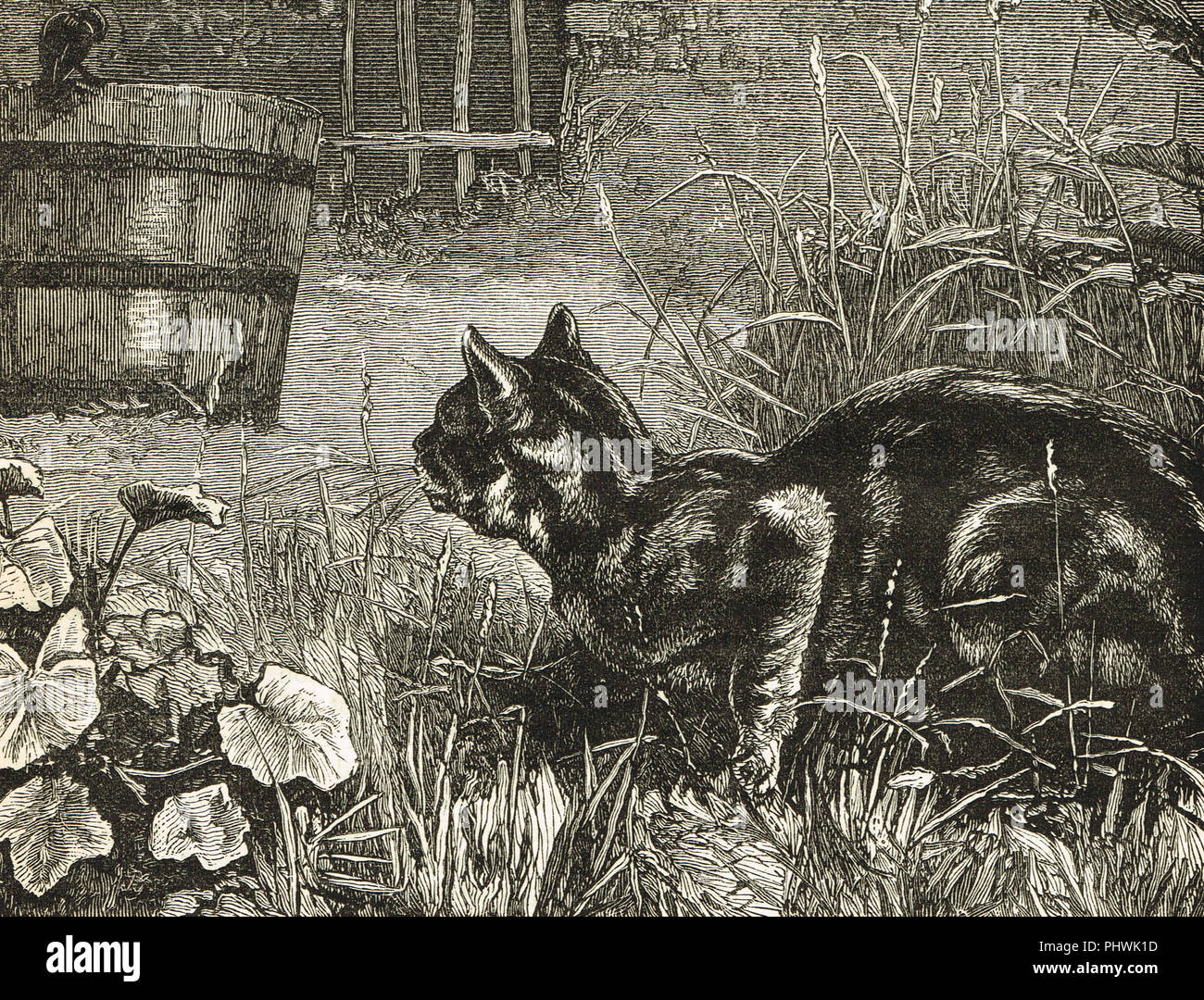 Domestic cat hunting its prey in a garden, an unsuspecting bird on a ...