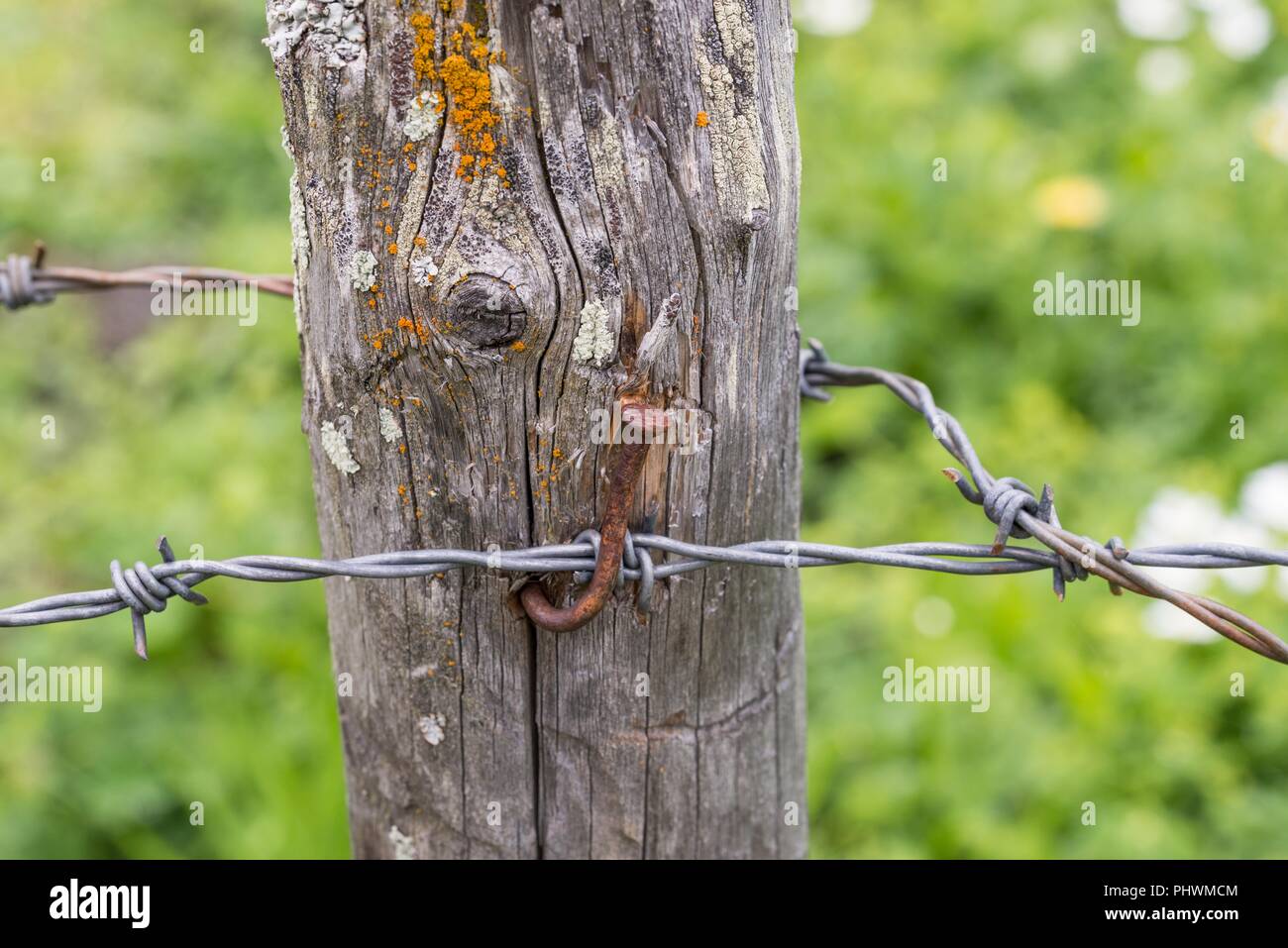 Cow paddock hi-res stock photography and images - Alamy