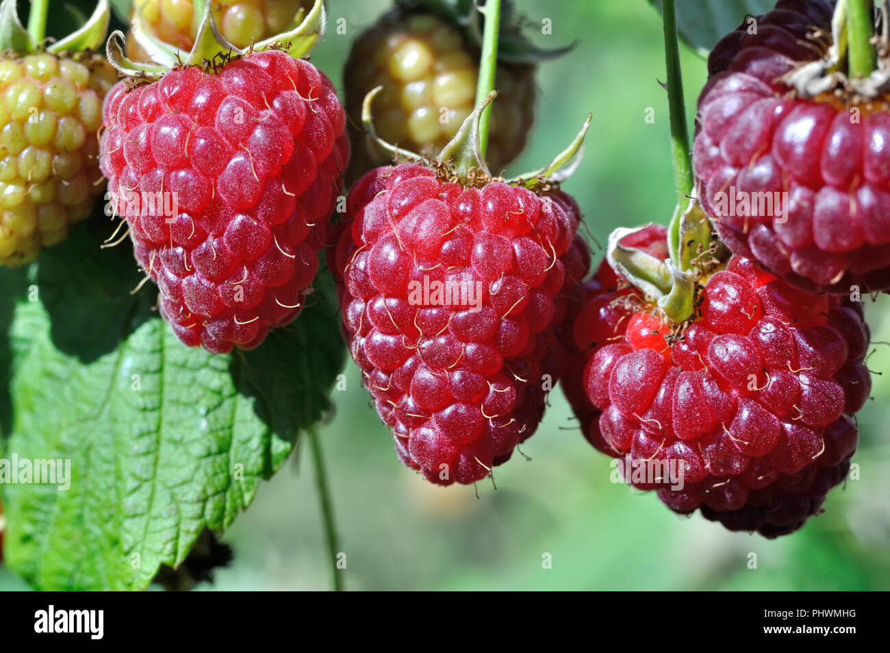 Ripe raspberries in garden close hi-res stock photography and images ...