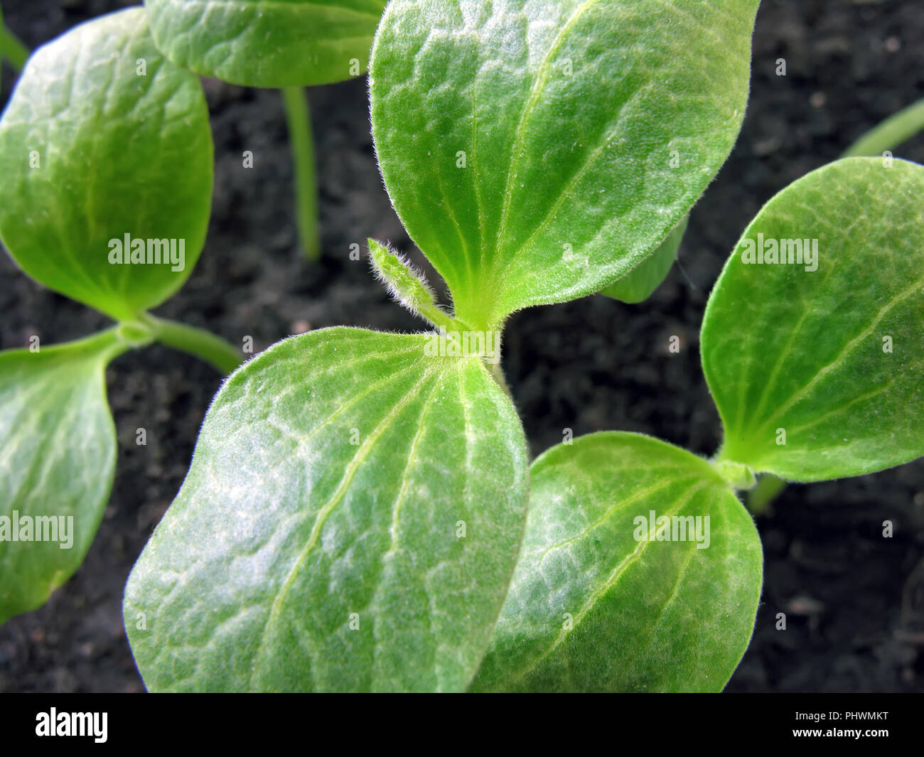 Pumpkin sprout hi-res stock photography and images - Alamy