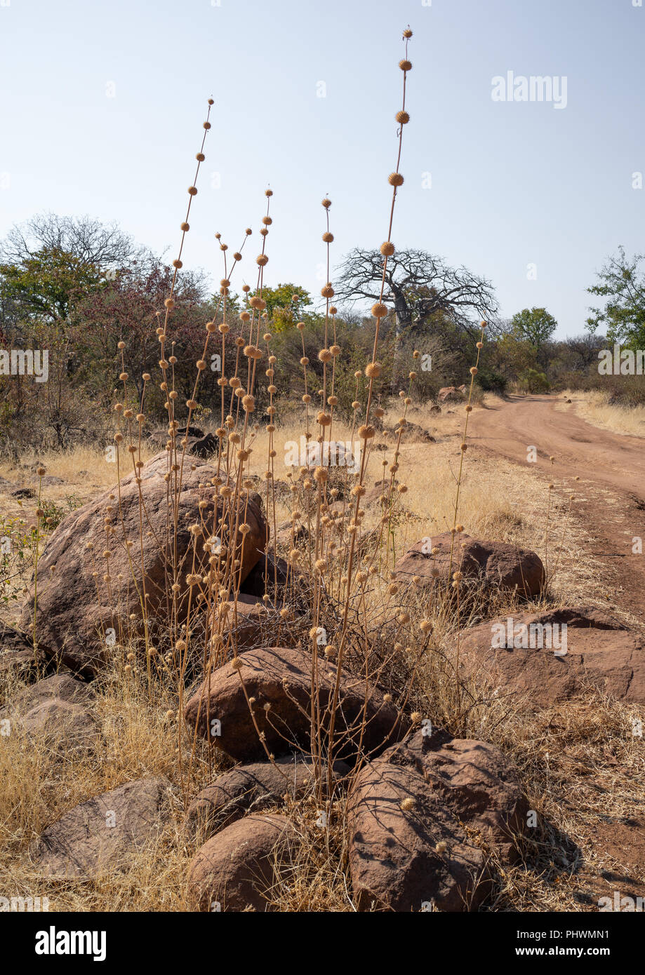 Angola180851 hi-res stock photography and images - Alamy
